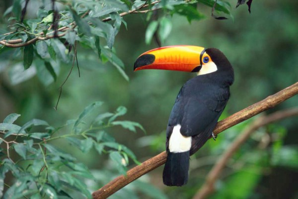 5 Kemampuan Unik Toco Toucan, Mengatur Suhu dengan Paruh Bes