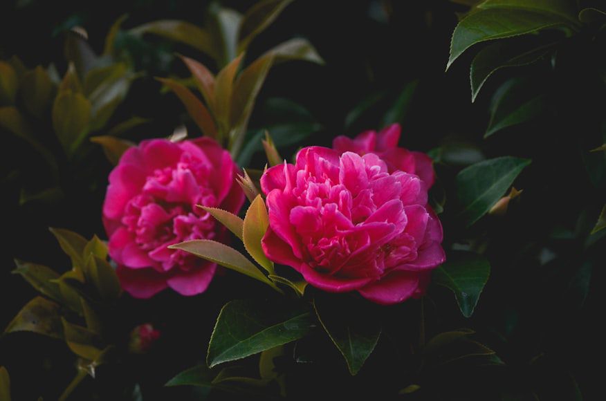 5 Tanaman Bunga Berkelopak Besar yang bisa Membuat Taman