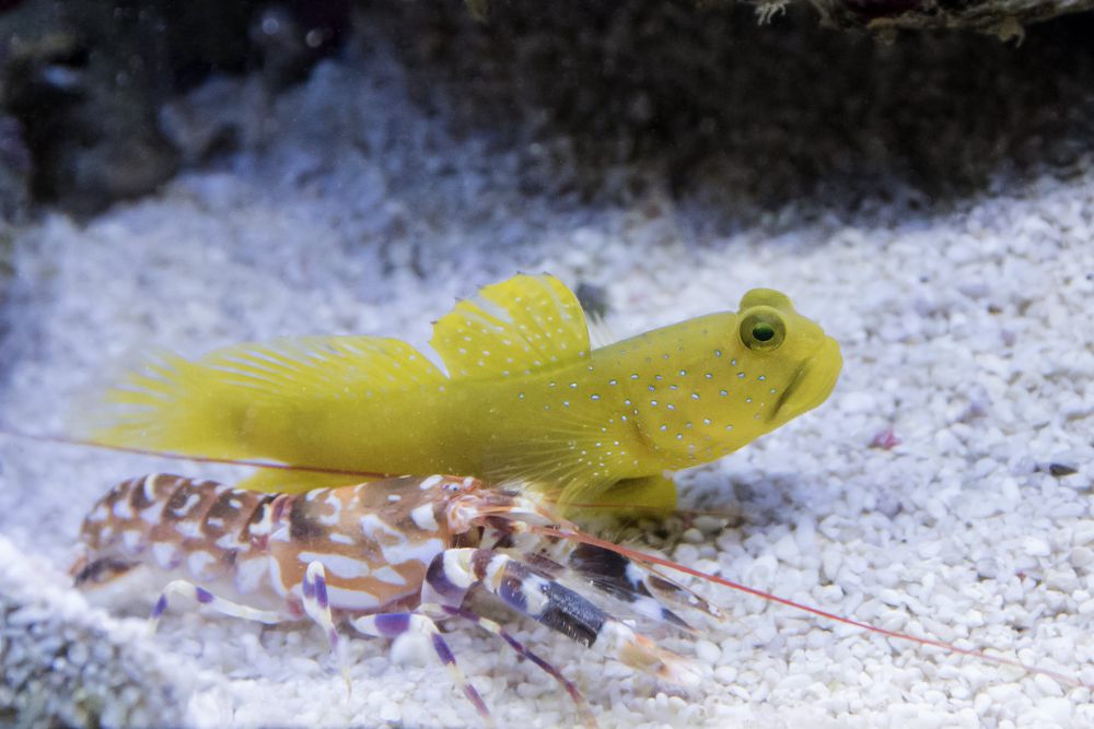 5 Kemampuan Unik Yellow Prawn-goby, Memiliki Mata yang Sanga