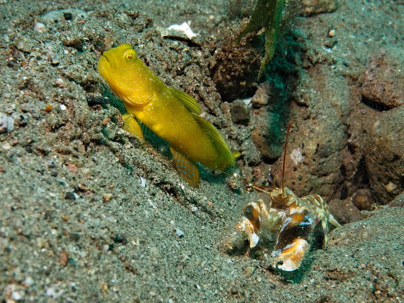 5 Kemampuan Unik Yellow Prawn-goby, Memiliki Mata yang Sanga