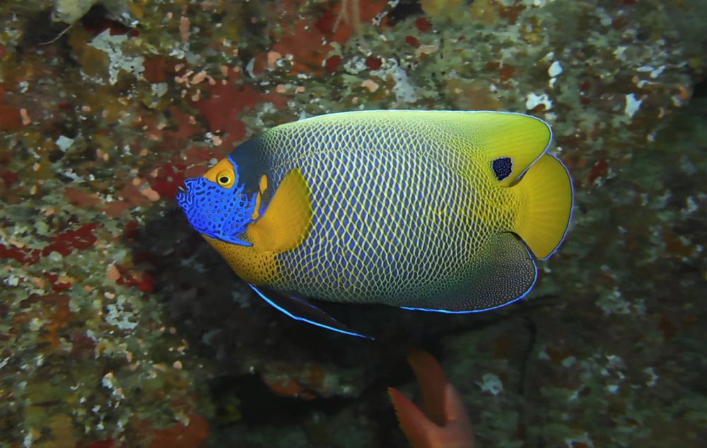 5 Fakta Menarik Injel Pelanduk, Punya Wajah yang Unik!