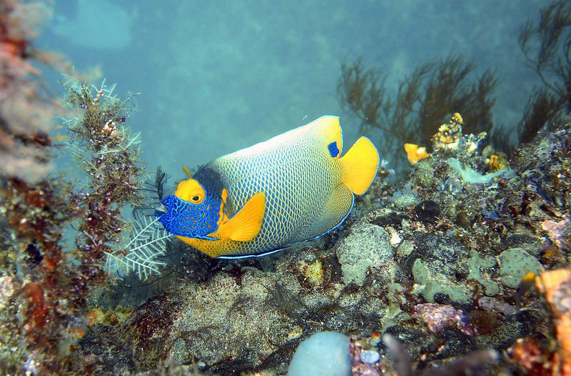 5 Fakta Menarik Injel Pelanduk, Punya Wajah yang Unik!