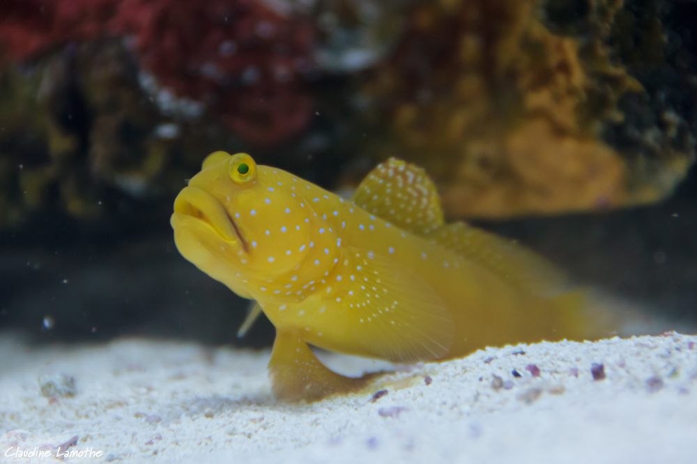 5 Kemampuan Unik Yellow Prawn-goby, Memiliki Mata yang Sanga