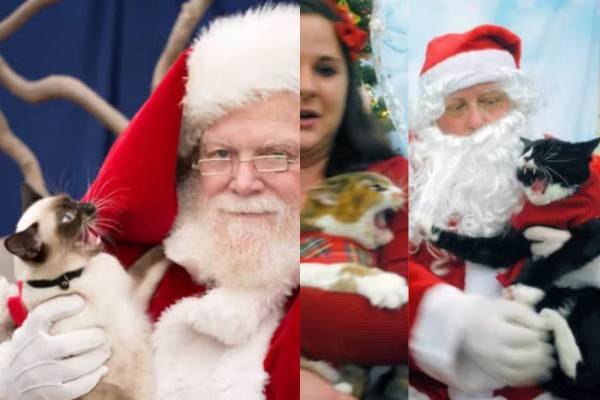 7 Foto Lucu Kucing Dipangku Santa Claus, Ada yang Rusuh!
