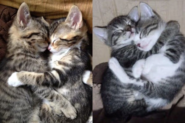 7 Foto Lucu Anak Kucing Mujair Pelukan saat Tidur, Kawaii