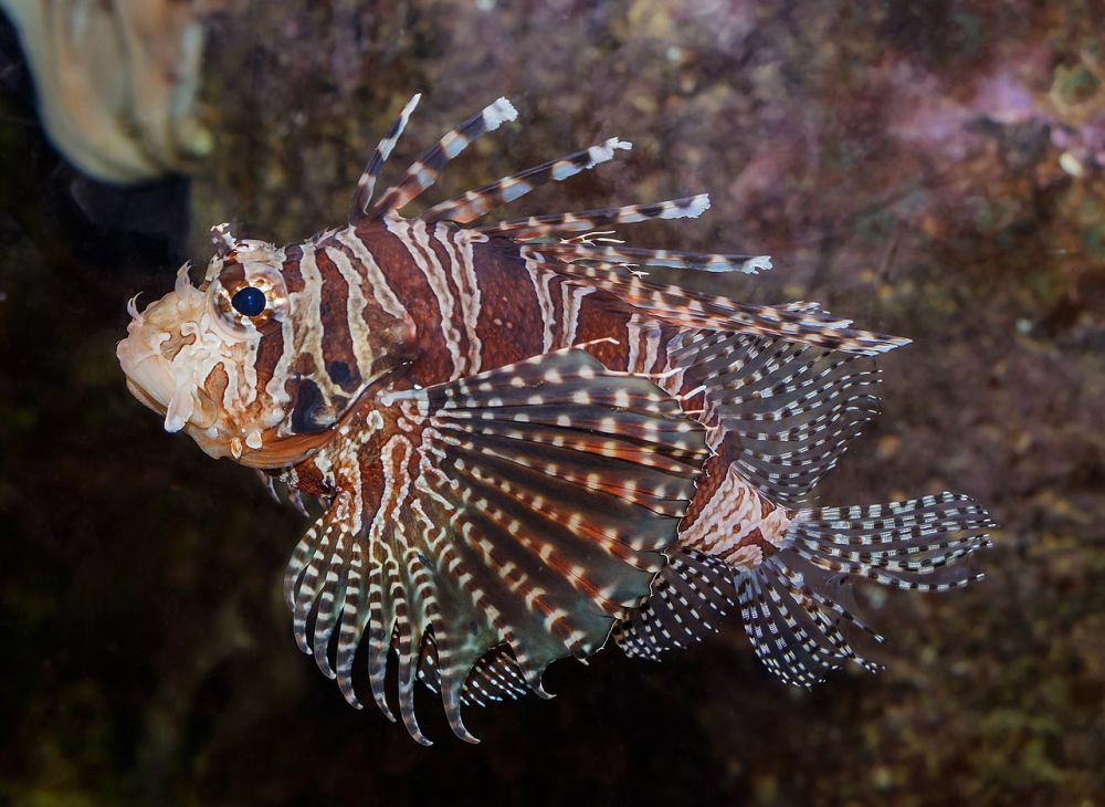 5 Fakta Unik dan Menarik Lionfish Merah, Jadi Makanan Cacing