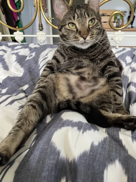 7 Foto Lucu Kucing Mujair Duduk Selonjoran dan Bungkuk