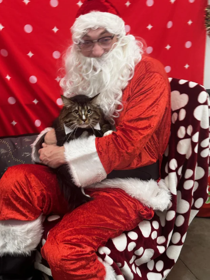 7 Foto Lucu Kucing Dipangku Santa Claus, Ada yang Rusuh!