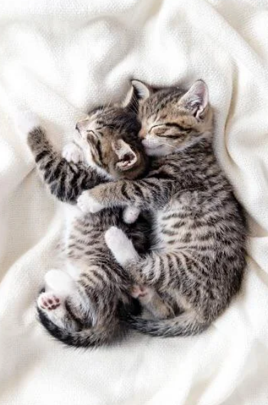 7 Foto Lucu Anak Kucing Mujair Pelukan saat Tidur, Kawaii