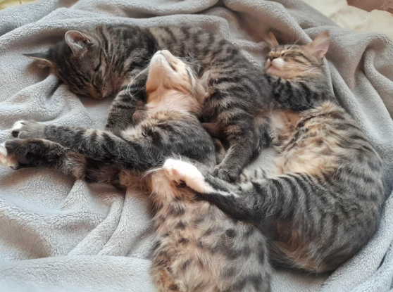 7 Foto Lucu Anak Kucing Mujair Pelukan saat Tidur, Kawaii
