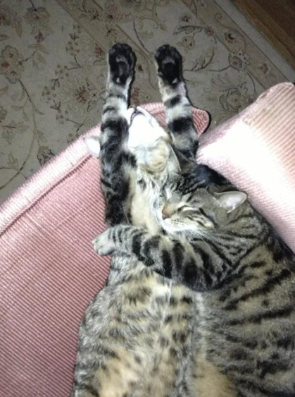 7 Foto Lucu Anak Kucing Mujair Pelukan saat Tidur, Kawaii