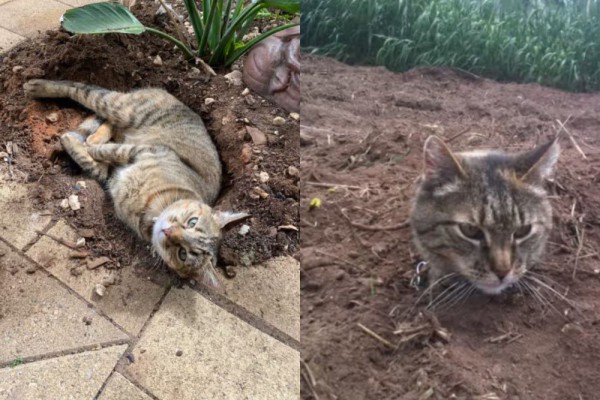 8 Foto Lucu Kucing Mujair Hobi Main di Tanah, Mujair Darat!