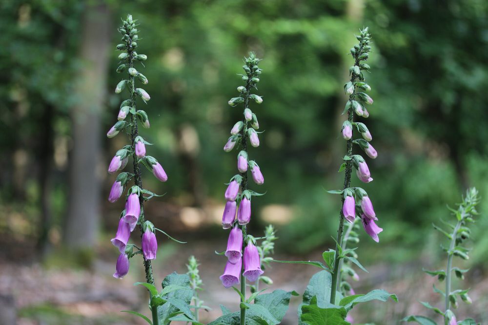 5 Fakta Menarik Bunga Bidal, Berasal dari Eropa Barat