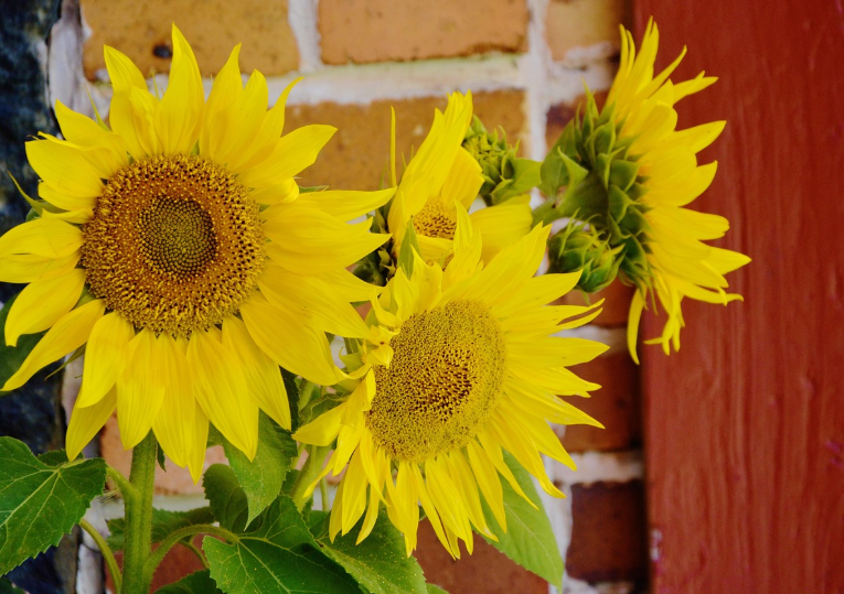 5 Tanaman Hias Berbunga yang Cocok untuk Tema Sustainable