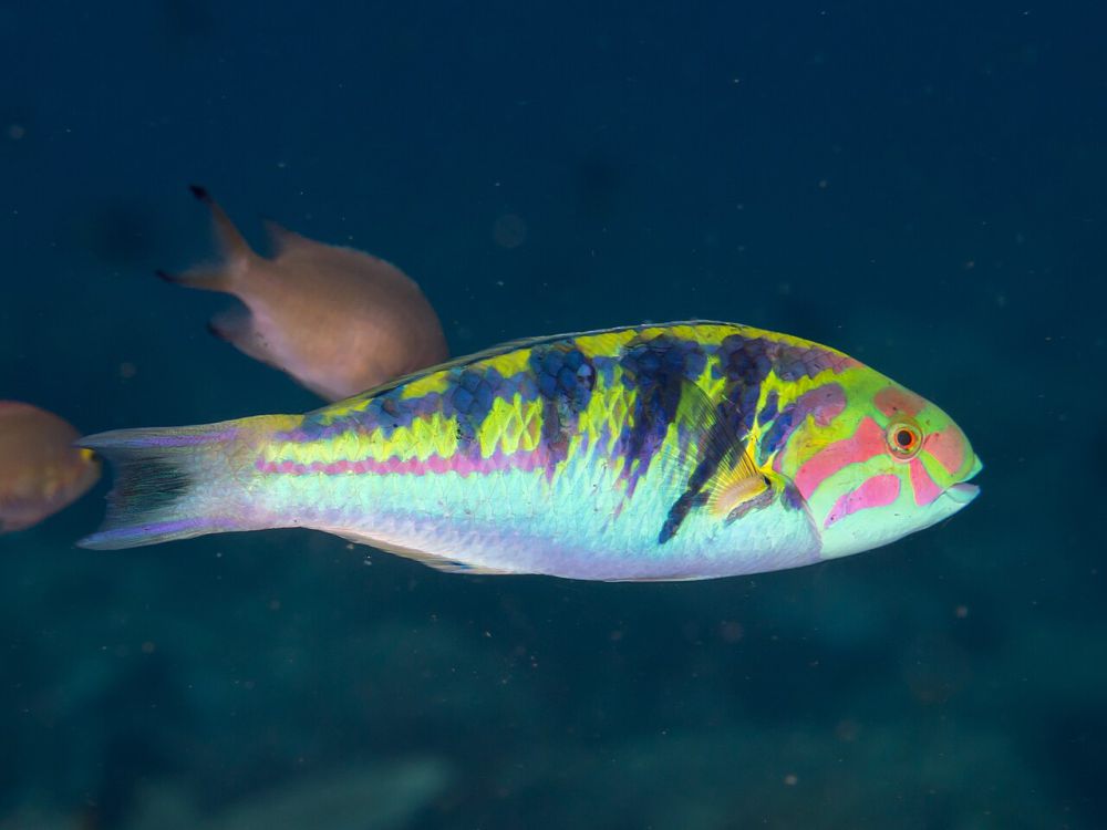 5 Fakta Menarik Wrasse Bergaris Enam, Bisa Melompat dari Aku