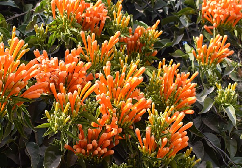 5 Tanaman Rambat yang Cocok Dipadukan dengan Batu Alam