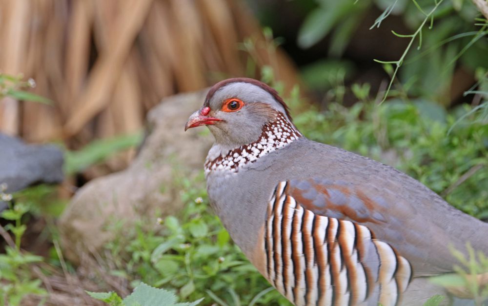 5 Fakta Menarik Barbary Partridge, Burung Kecil yang Tangguh