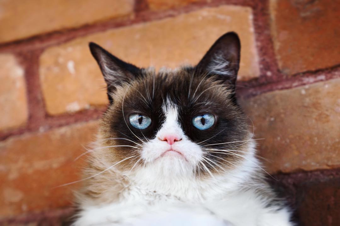 Perjalanan Grumpy Cat, Kucing "Pemarah" yang Jadi Miliarder | IDN Times