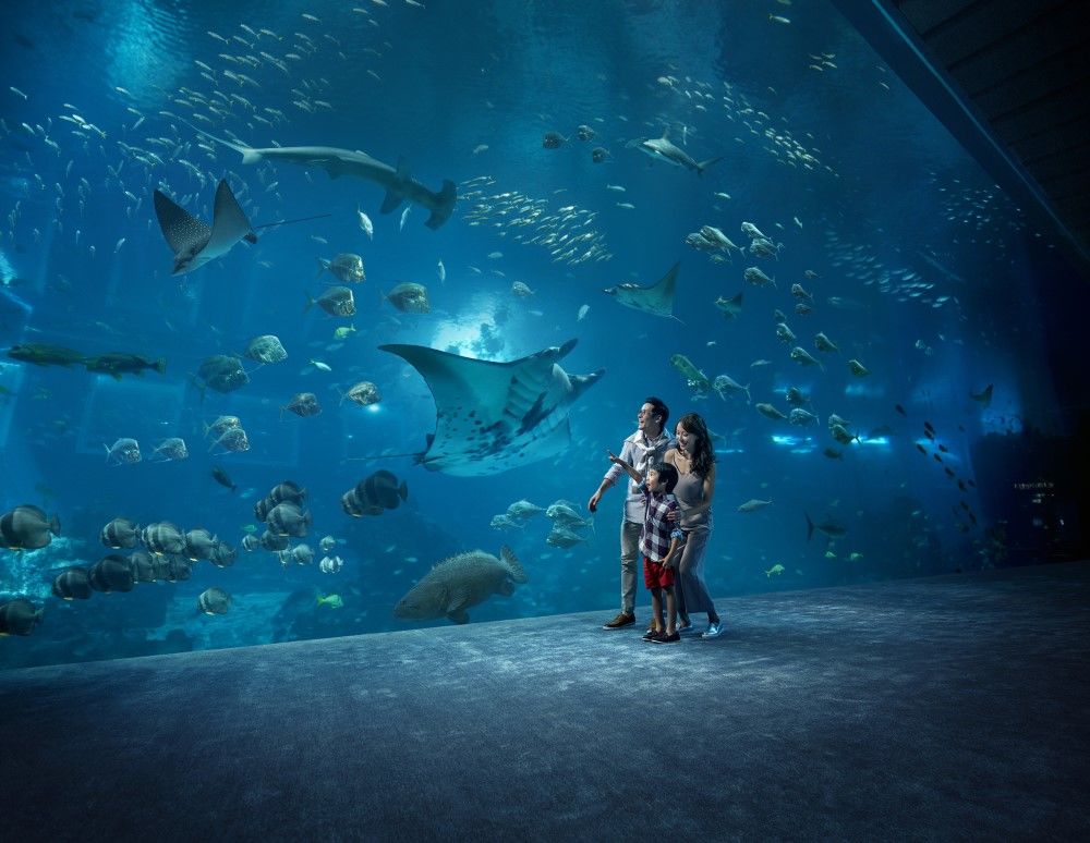 10 Potret Keseruan Menyelami Alam Bawah Laut di SEA Aquarium Singapura