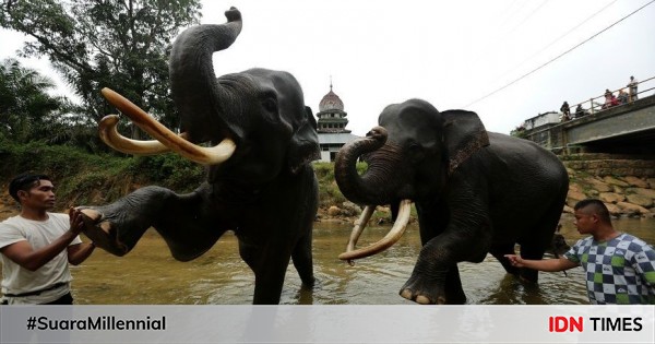 Bayi Gajah Ditemukan Mati dalam Kawasan HGU di Aceh Timur