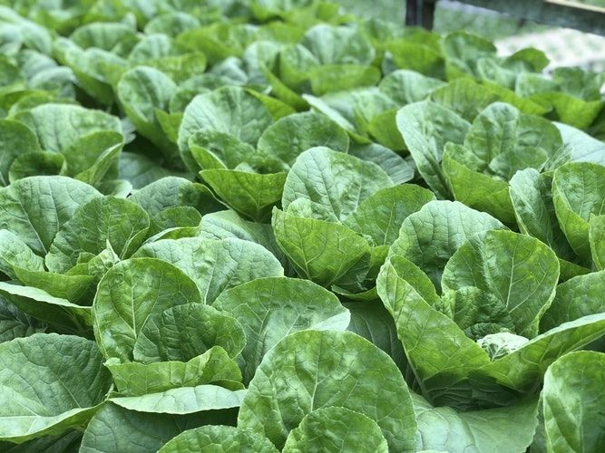 10 Bahan Makanan Ini Ternyata Tidak Boleh Diblender, Bisa Merusak 10 Bahan Makanan Ini Ternyata Tidak Boleh Diblender, Bisa Merusak