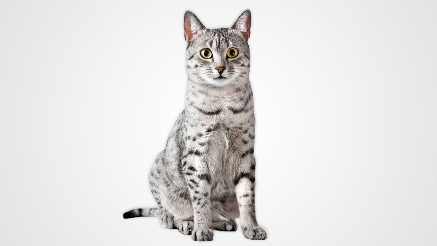 Ini 13 Ras Kucing Paling Agresif di Dunia, Hati-hati