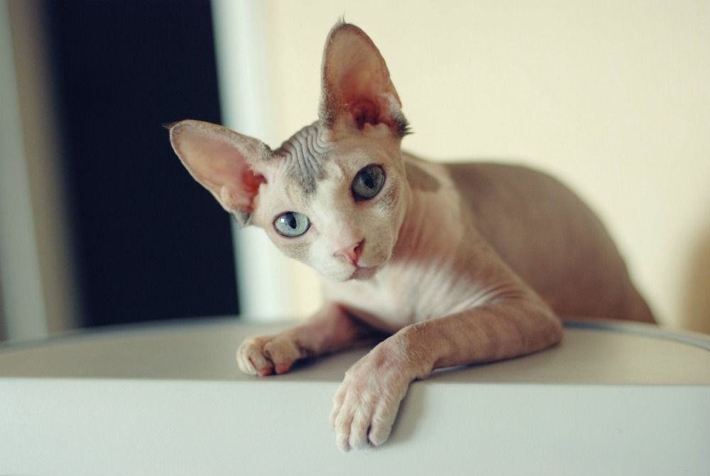 Ini 13 Ras Kucing Paling Agresif di Dunia, Hati-hati
