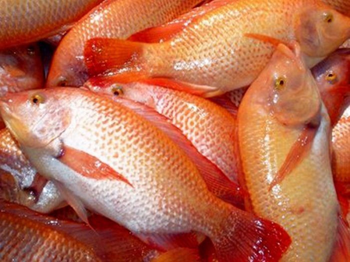 10 Jenis Ikan yang Sebaiknya Gak Dikonsumsi Terlalu Sering dan Banyak
