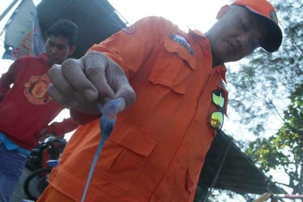 Jutaan Ubur-Ubur Beracun Muncul di Pantai Selatan DIY Jutaan Ubur-Ubur Beracun Muncul di Pantai Selatan DIY