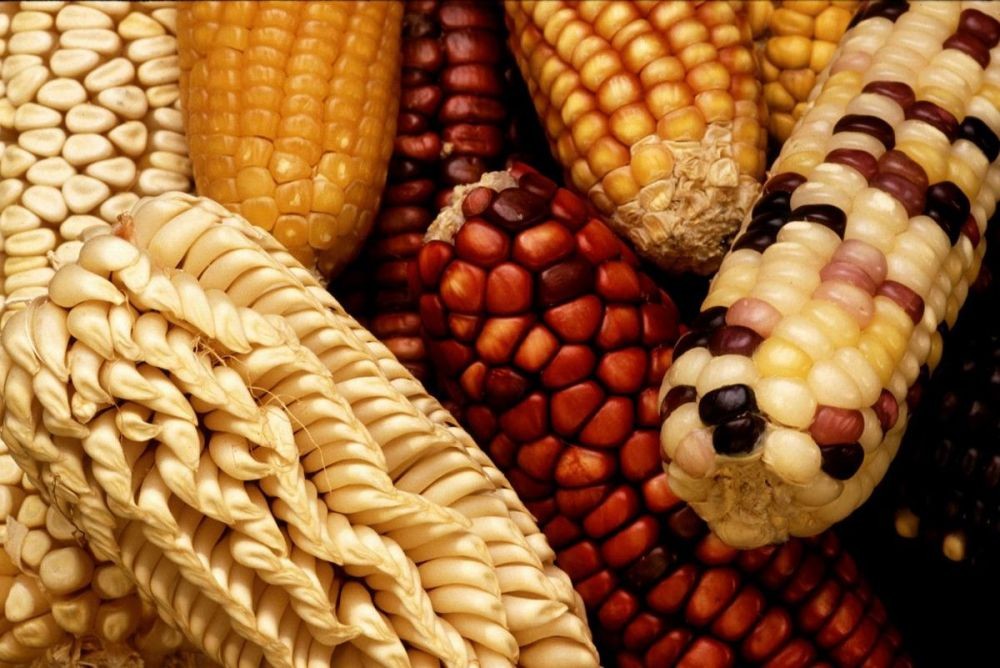 7 Jenis Jagung yang Populer di Indonesia, Kenali Perbedaannya 7 Jenis Jagung yang Populer di Indonesia, Kenali Perbedaannya