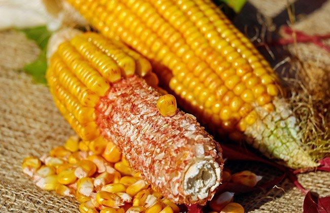 7 Jenis Jagung yang Populer di Indonesia, Kenali Perbedaannya 7 Jenis Jagung yang Populer di Indonesia, Kenali Perbedaannya