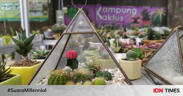6 Jenis Kaktus Hias yang Bisa Jadi Dekorasi Kamar Kos