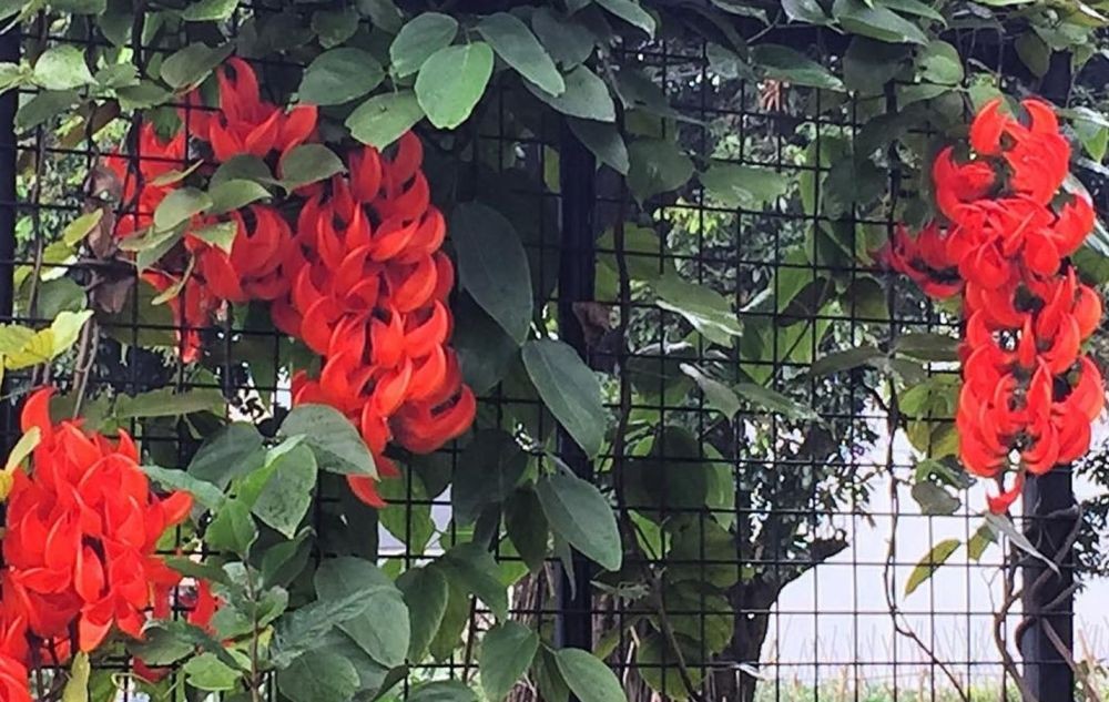 5 Tanaman Merambat untuk Pagar dan Kanopi, Hunian Jadi Lebih Asri