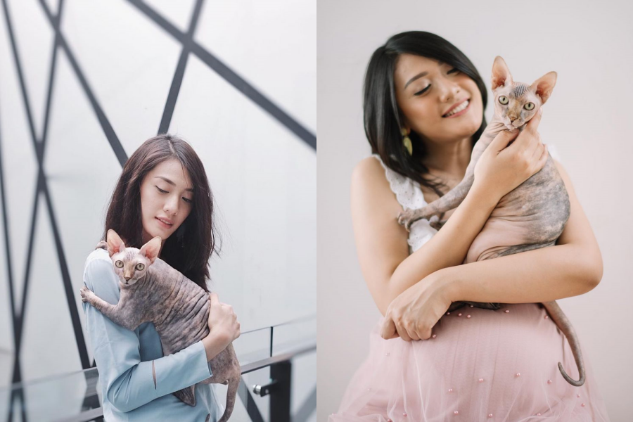 7 Ras Kucing Peliharaan Artis Indonesia Paling Mahal, Seharga Mobil!