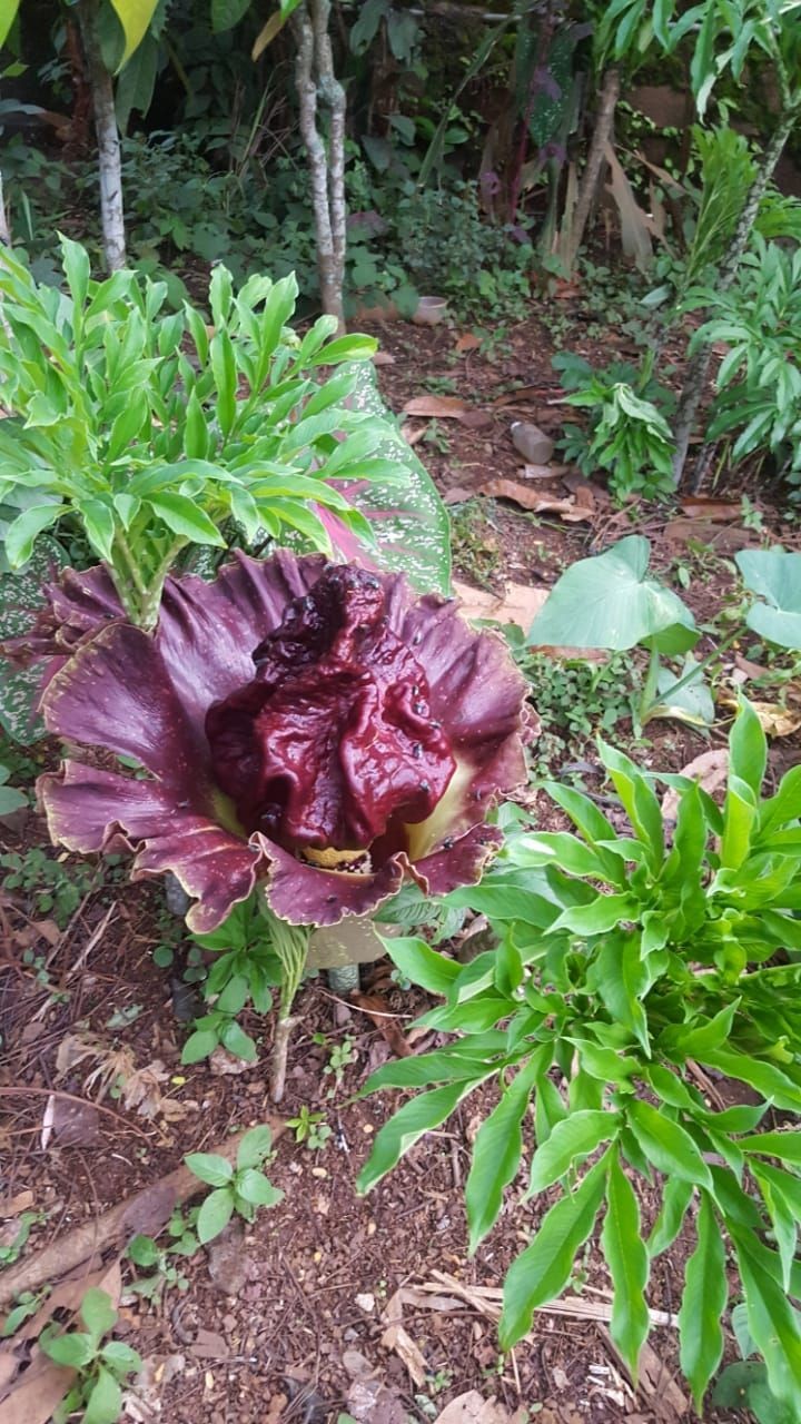 Musim Hujan, Bau Mayat Muncul di Kandang Ayam, Ternyata Ada Bunga Bangkai