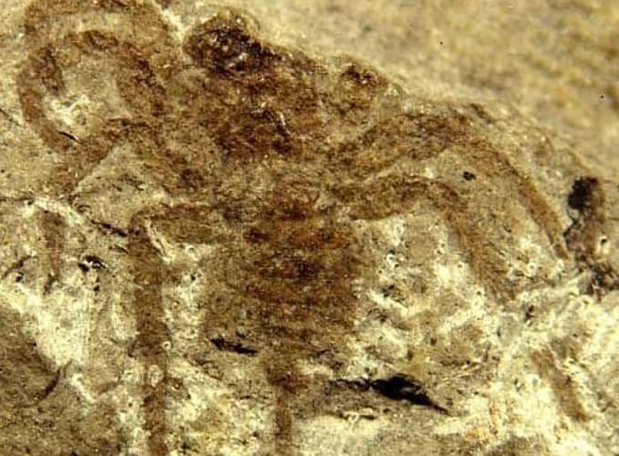 Daftar 12 Hewan Purba yang Mengerikan Sudah Punah! Bersyukur