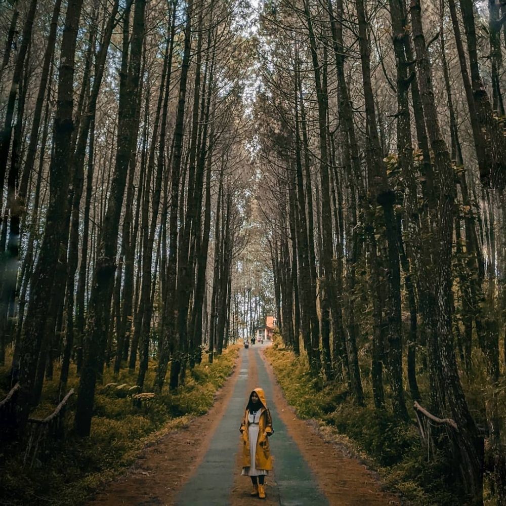 10 Hutan Paling Indah di Indonesia, Beberapa Dikenal Angker