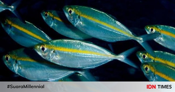 8 Manfaat Ikan Selar untuk Kesehatan Tubuh, Mari Makan!