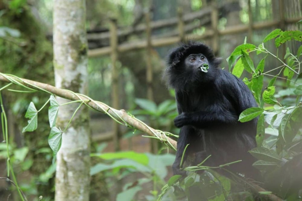 Mengenal Lebih Dekat 7 Primata Asli Indonesia Ini, yuk!