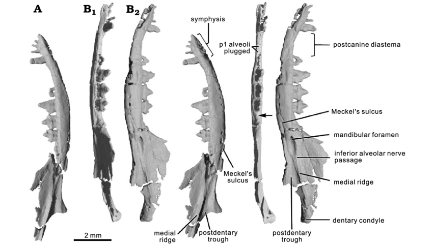 7 Hewan Purba dengan Ukuran Terkecil, Ada yang Hanya 2 Gram
