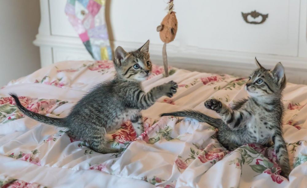 5 Alasan Kucing Betah di Rumah Kita 5 Alasan Kucing Betah di Rumah Kita