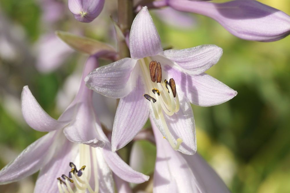 Tumbuhan Angiospermae: Pengertian dan Jenisnya