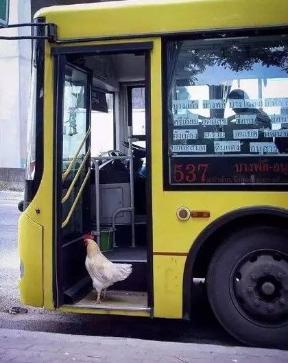 15 Potret Lucu Ketika Hewan Diajak Jalan-jalan, Anteng Aja! 15 Potret Lucu Ketika Hewan Diajak Jalan-jalan, Anteng Aja!