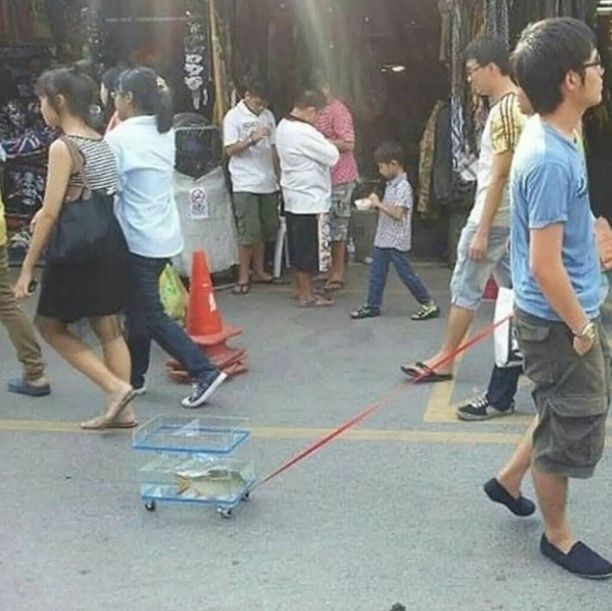 15 Potret Lucu Ketika Hewan Diajak Jalan-jalan, Anteng Aja! 15 Potret Lucu Ketika Hewan Diajak Jalan-jalan, Anteng Aja!