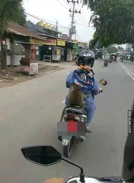 15 Potret Lucu Ketika Hewan Diajak Jalan-jalan, Anteng Aja! 15 Potret Lucu Ketika Hewan Diajak Jalan-jalan, Anteng Aja!