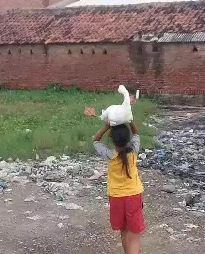 15 Potret Lucu Ketika Hewan Diajak Jalan-jalan, Anteng Aja! 15 Potret Lucu Ketika Hewan Diajak Jalan-jalan, Anteng Aja!