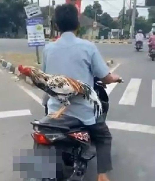 15 Potret Lucu Ketika Hewan Diajak Jalan-jalan, Anteng Aja! 15 Potret Lucu Ketika Hewan Diajak Jalan-jalan, Anteng Aja!