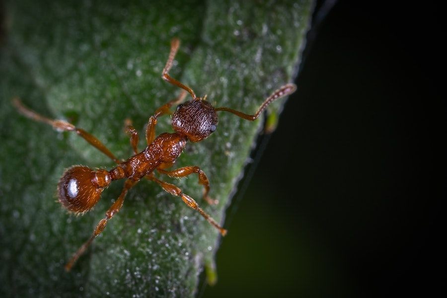 10 Semut Terbesar di Dunia, Ada yang Sampai 6 Cm