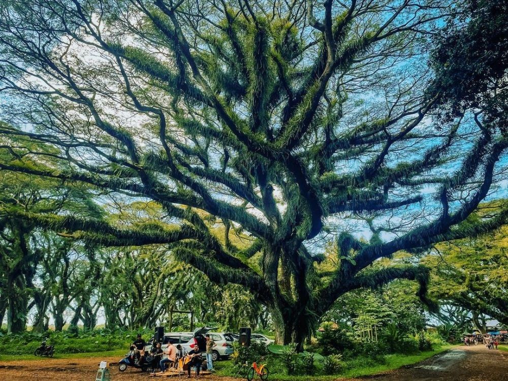 Potret De Djawatan Banyuwangi, Hutan Lord of The Rings