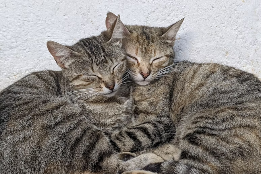 Bolehkah Kucing Kawin dengan Saudaranya? Ini Faktanya